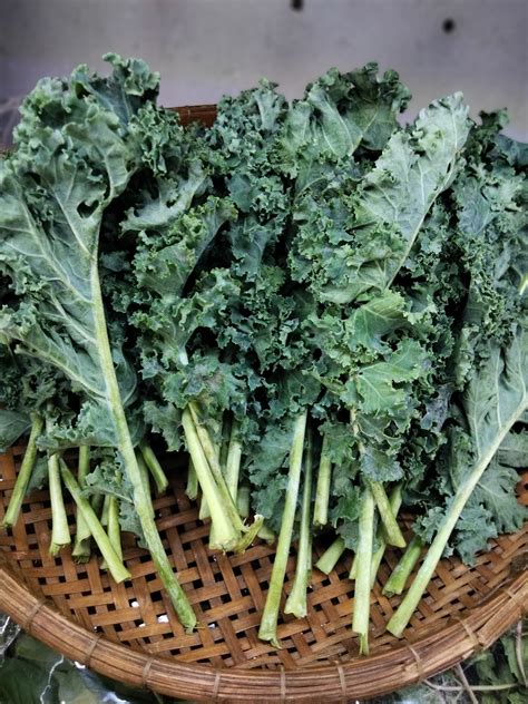 Cải Xoăn Cải Kale Rau Sạch Hữu Cơ Việt Tâm