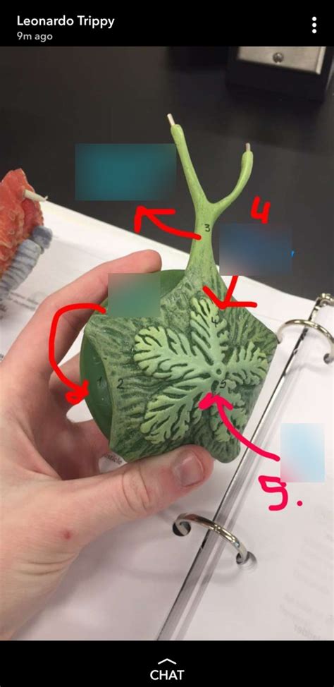 Sea Star Pt 2 Diagram Quizlet