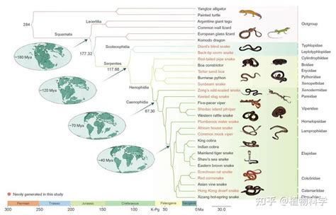 Cell 中国科学院成都生物研究所李家堂团队揭示蛇类的起源与演化机制 知乎