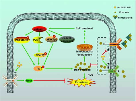 Schematic Diagram Of The Role Of La In Inhibiting Tau Phosphorylation