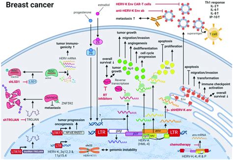 The Role Of Hervs In Breast Cancer Evaluated Treatments Are Marked In