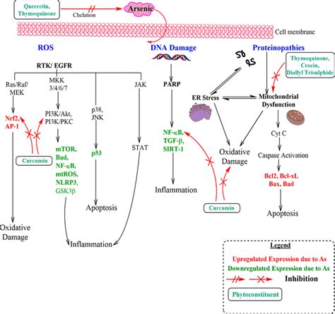 Mechanistic Pathway Followed By Phytoconstituent Against Arsenic