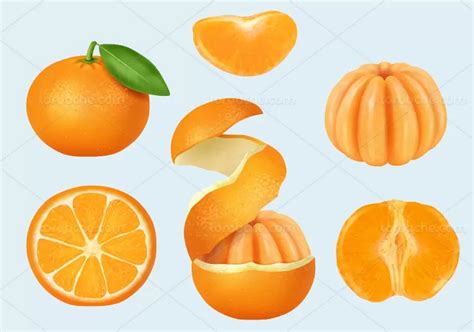 وکتور پرتقال گرافیک با طعم تربچه