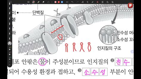 고1 통합과학 완자기출픽 23 세포막의 특성과 물질의 이동 Youtube