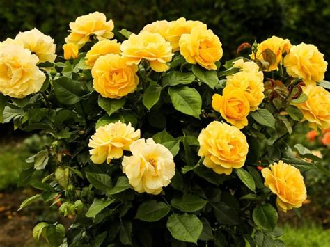 Comment Planter Un Rosier A Partir D Une Tige Claudettetendance