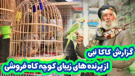گزارش کاکا نبی از پرنده های زیبای کوچه کاه فروشی Youtube