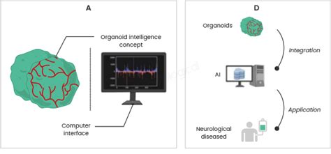 Organoid Intelligence Oi A New Frontier In Bio Inspired Computing