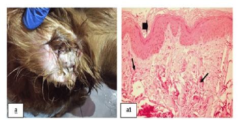 Chronic Otitis Externa Showing 9a Red Inflamed Ear 9a1