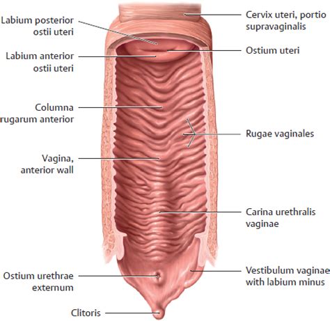 Vaginal Rugae