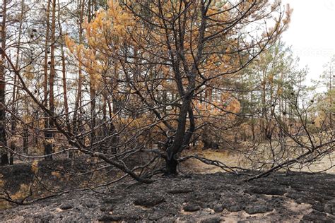 Burnt Grass After A Fire In The Forest Grass Burned To Ashes With