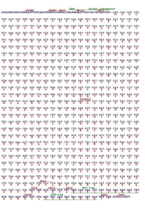 Plasmid Map For Rc208128 Origene