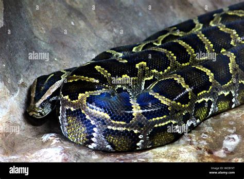 Burmese Python Close Up Hi Res Stock Photography And Images Alamy