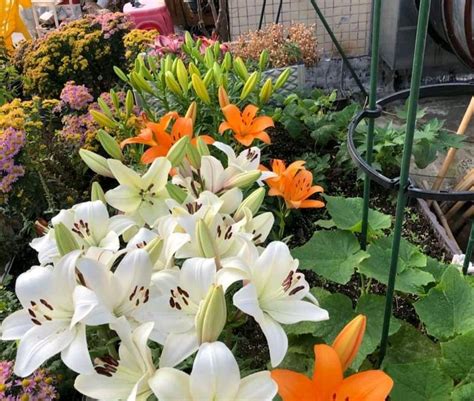 百合花种植指南 花卉种植 花树园