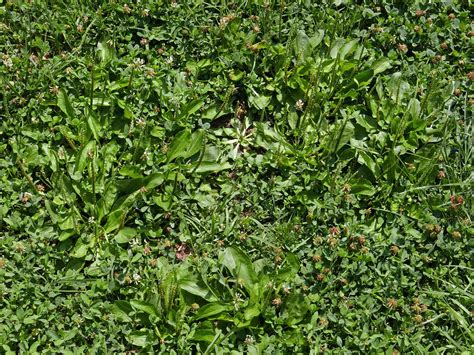 Weed Watch What Are Those Patches Of Leafy Greens Growing In My Lawn