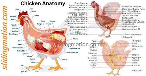 Ultimate Guide To Chicken Anatomy Parts Functions And Diagram