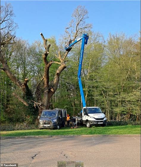 Toby Carvery Could Face Legal Action Over Felled Tree After It