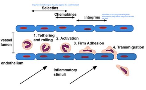Immunology Type Iv Hypersensitivity Flashcards Quizlet