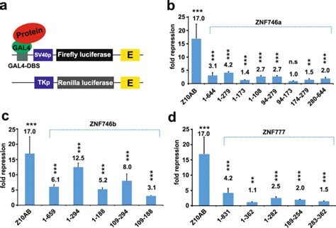 Contribution Of Different Protein Domains To The Transcriptional