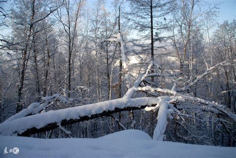 夜深知雪重時聞折竹聲 每日頭條
