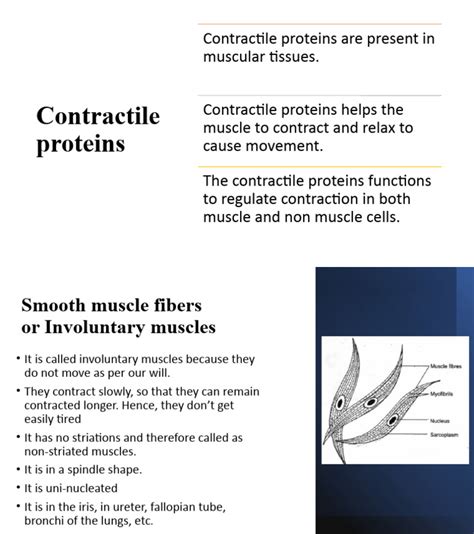 Contractile Proteins And Smf Pdf Self Improvement Science