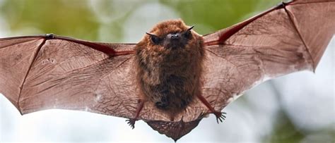 Cute Brown Bats