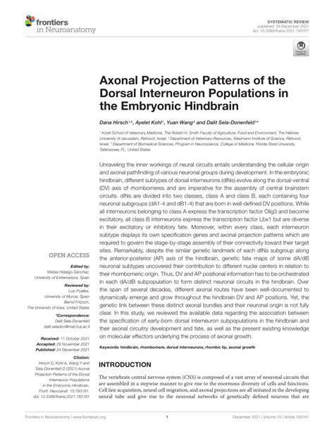 Pdf Axonal Projection Patterns Of The Dorsal Interneuron Populations