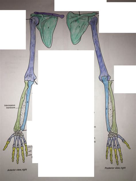 Biol 129 Appendicular Skeleton Diagram Quizlet