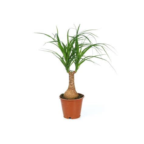 Nolina Recurvata Elefántláb Buzogányfa Gödöllő Kertje