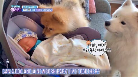 Eng Cc 아기와 반려견 함께 키워도 될까요 댕댕이와 아기의 특별한 우정이야기 슬기로운 반려생활 우리집 댕댕이와 아이 편 무한리필 샐러드 Youtube
