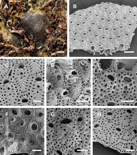 Group Of The Month Phylum Bryozoa Blogs Of The Ceg Research Group