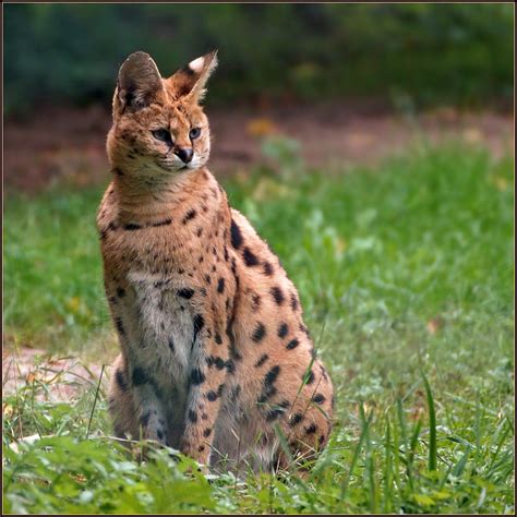 Serval An African Wild Cat The Serval Leptailurus Serval… Flickr