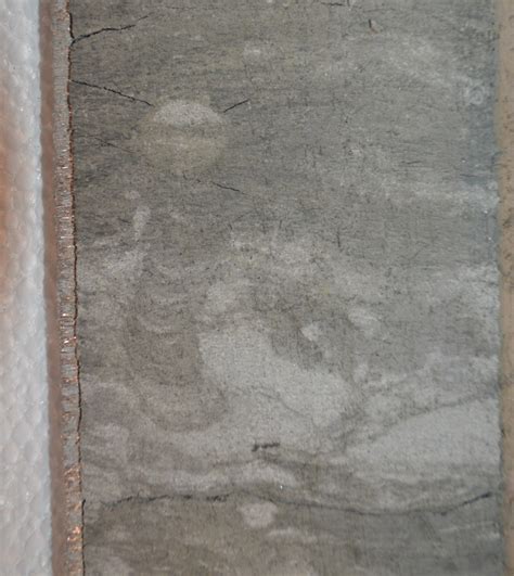 Teichichnus Trace Fossils Of The San Joaquin Valley