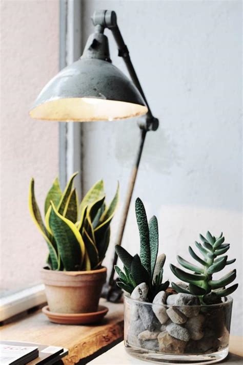Décorez Avec Les Plantes Grasses Dintérieur