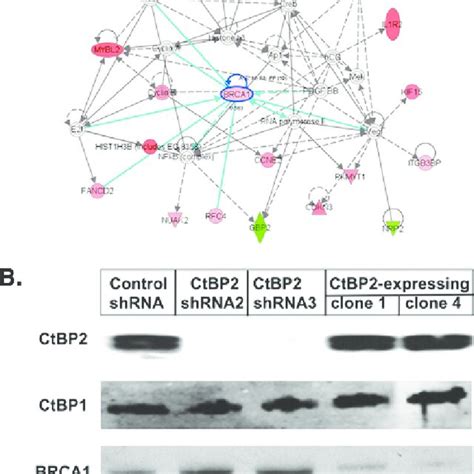 Gene Expression Profiling To Identify Differentially Expressed Gene