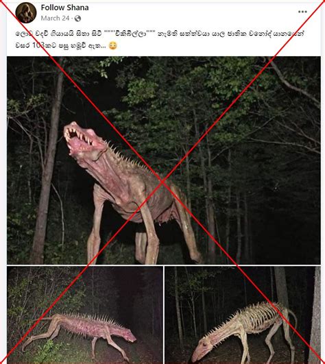 යාලෙන් හමු වූ චිකිබිල්ලා ගැන ප්‍රංශ පුවත් සේවය හෙළි කරයි Iri News