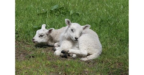 Животновъди се опасяват от внос на румънско и македонско агнешко Български Фермер