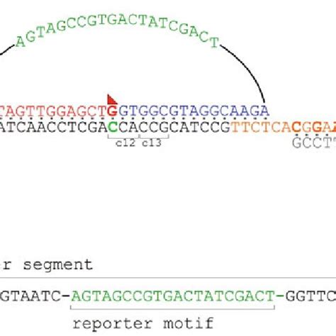Padlock Probe And Lna Primer Design Blueprint For Kras Codon 12 And 13 Download Scientific