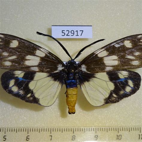 Zygaenidae Eterusia Aedea Vietnam Fareastinsects