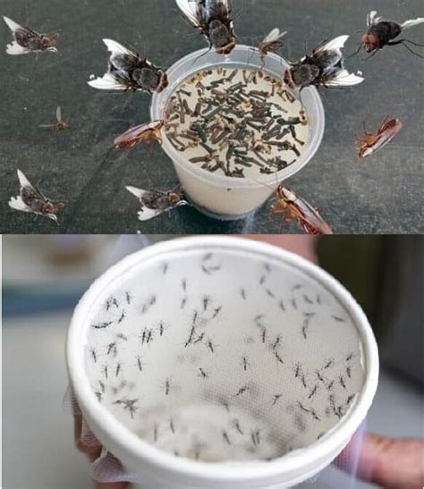 How To Keep Bugs Out Of Your Kitchen Naturally