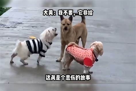 大黄：兄弟你看见了吧，我不要，它非给萌娃萌宠笑翻天
