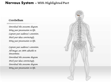 0514 Nervous System Medical Images For PowerPoint PowerPoint Slide