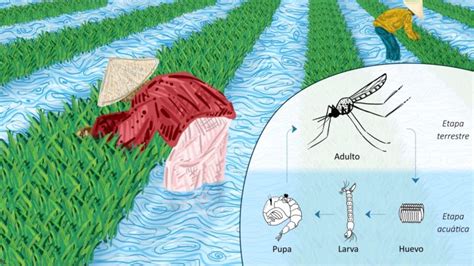 Historia Y Cultivo Del Arroz — Cuaderno De Cultura Científica