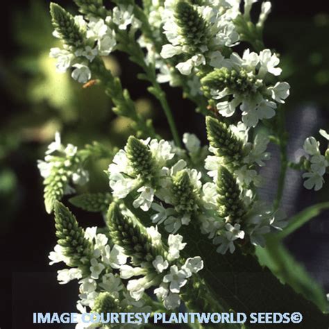Verbena Hastata Alba WHITE SPIRES VERVAIN SeedScape