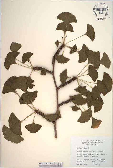 Plant Information Center Ginkgo Biloba
