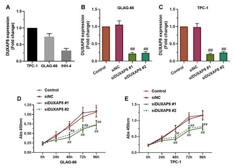 Duxap8 Silencing Suppresses Ptc Cell Proliferation Migration And