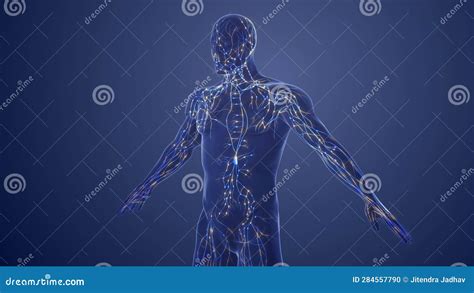 Human Lymphatic System Anatomy In 3d Stock Illustration Illustration