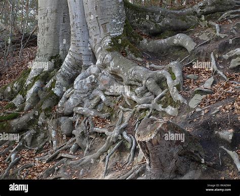 Long Roots Hi Res Stock Photography And Images Alamy