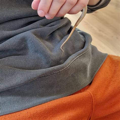 What Sex Is My Cornsnake Rsnakes