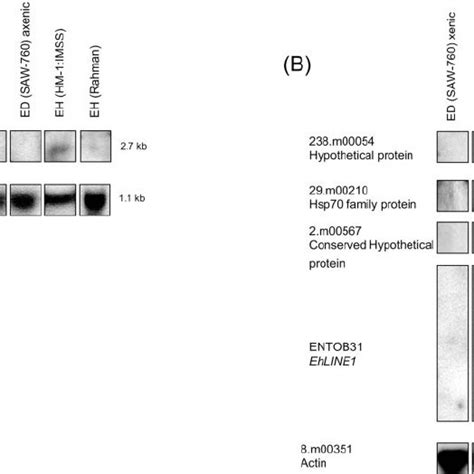 Northern Blot Analysis For Genes Identified As Differentially Expressed