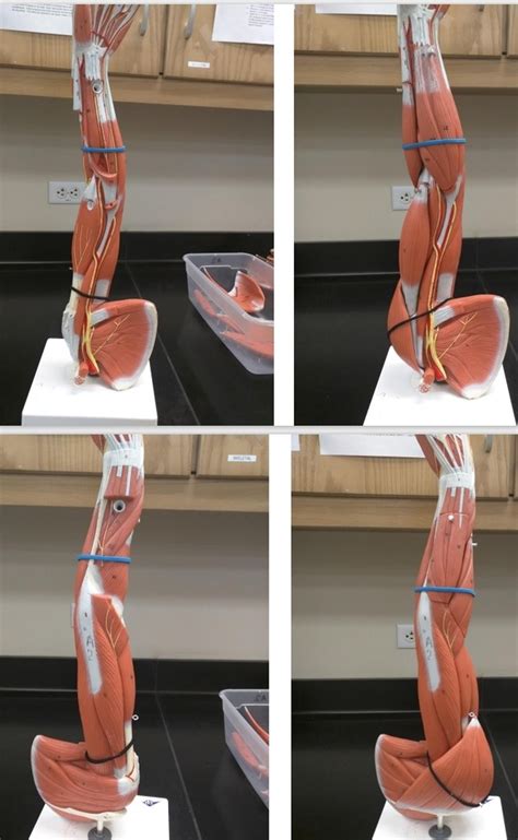 Arm Model Diagram Quizlet